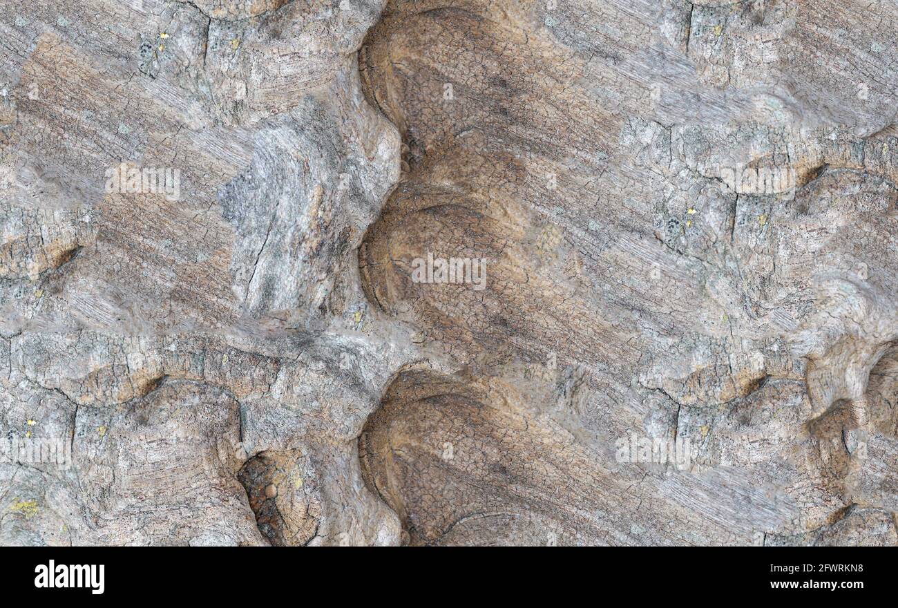 Structure of a tropical root made from several pictures, photographed ...