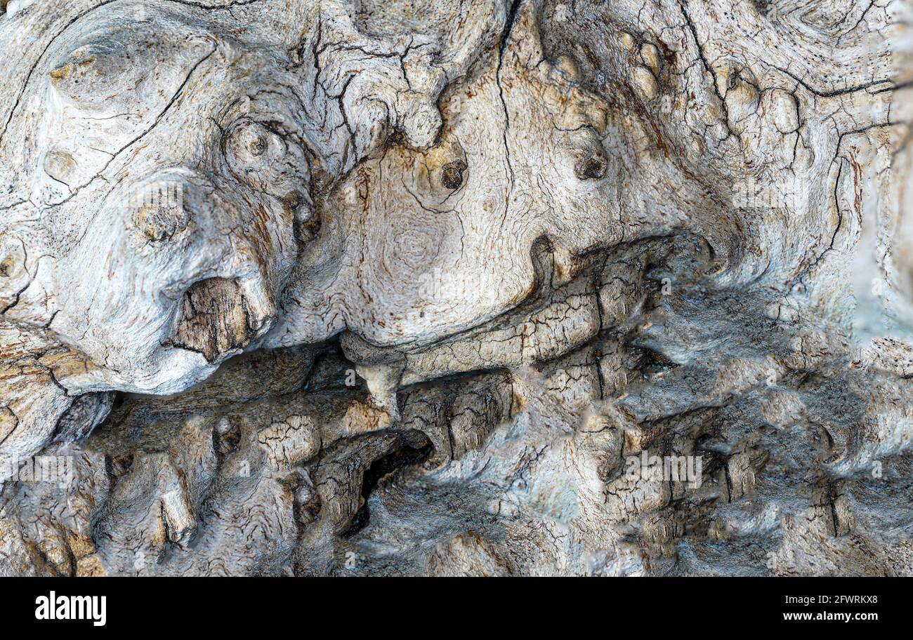 Structure of a tropical root made from several pictures, photographed ...