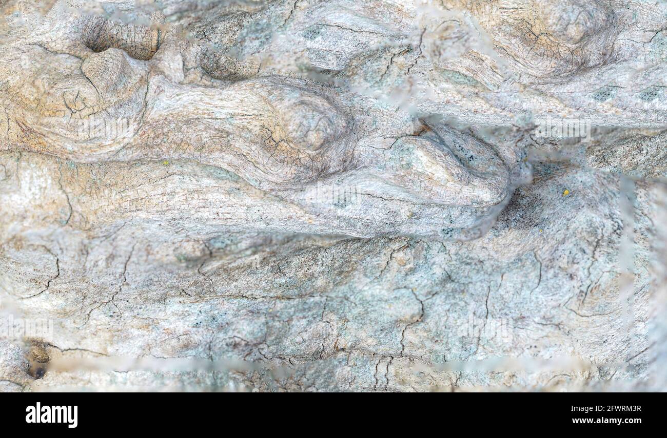 Structure of a tropical root made from several pictures, photographed ...