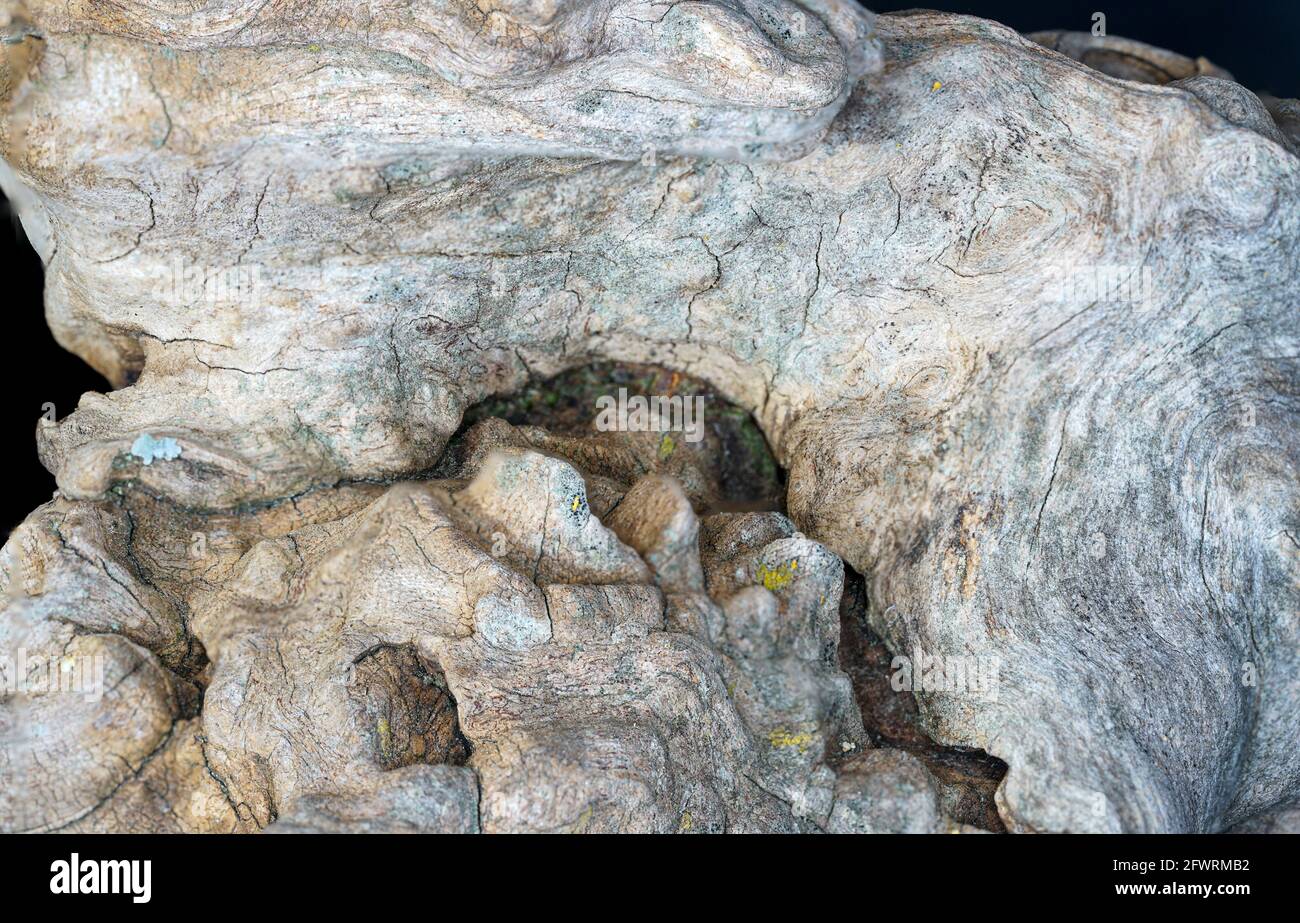 Structure of a tropical root made from several pictures, photographed ...
