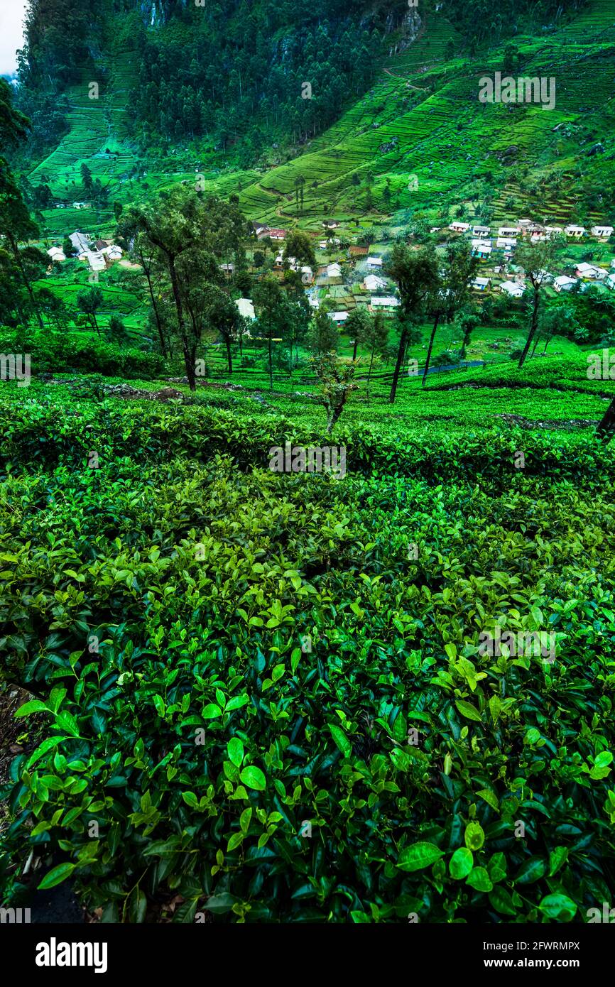 Close up of fresh tea leaves Stock Photo - Alamy