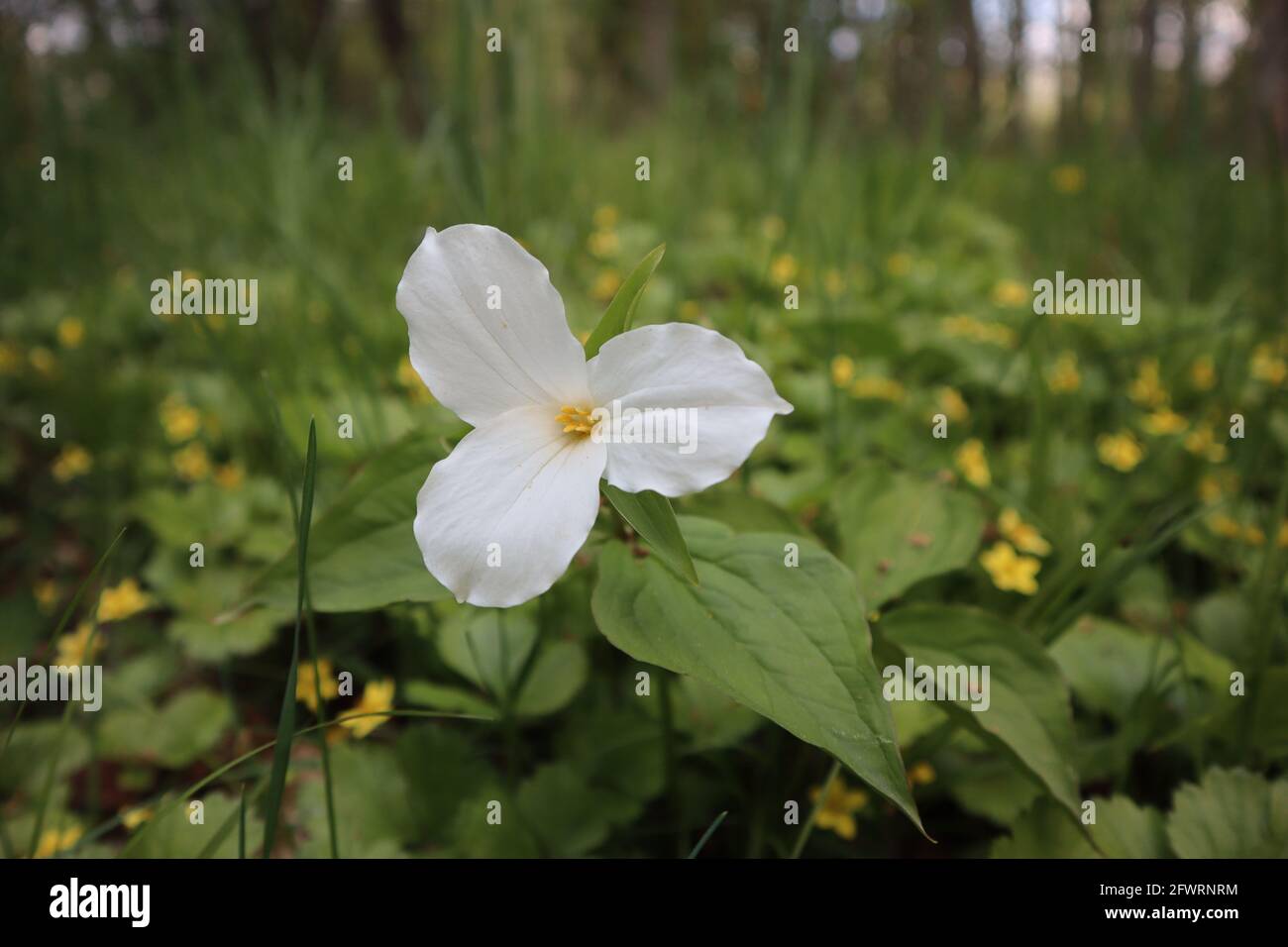 Stream running through exposed limestone bedrock Stock Photo - Alamy