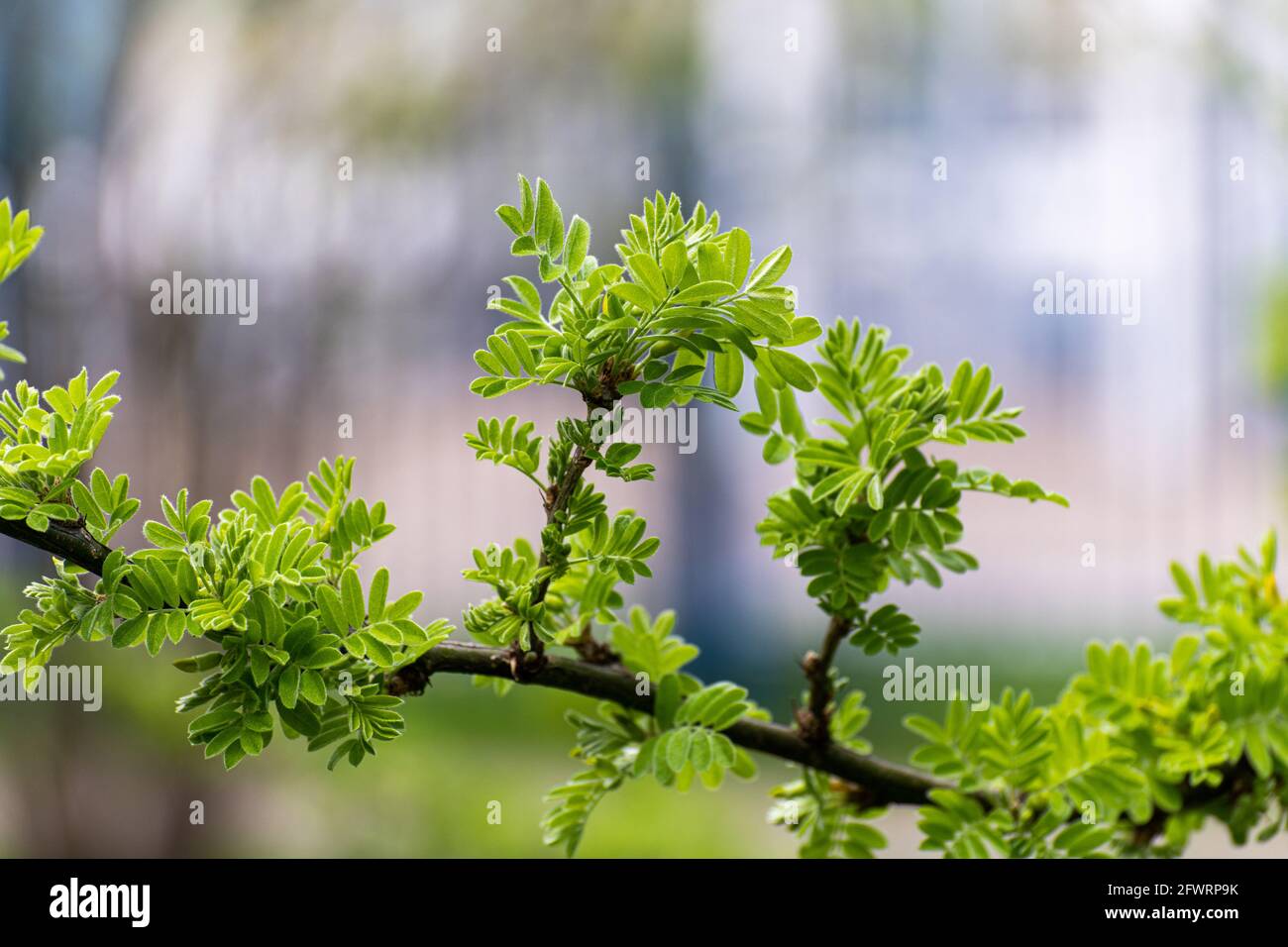 acacia twig with young spring leaves Stock Photo - Alamy
