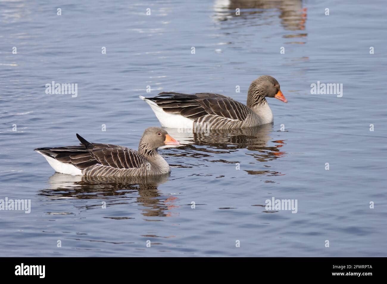 Grey legged geese hi-res stock photography and images - Alamy