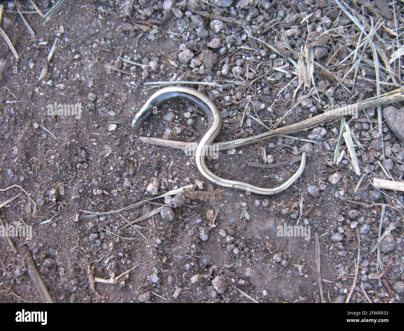 Lizard that looks like a snake hi-res stock photography and images - Alamy
