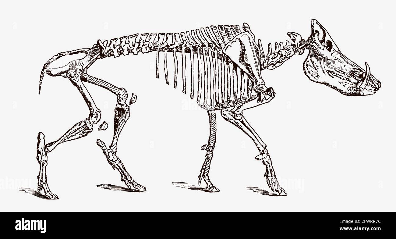 Skeleton of male wild boar in profile view, after antique engraving ...