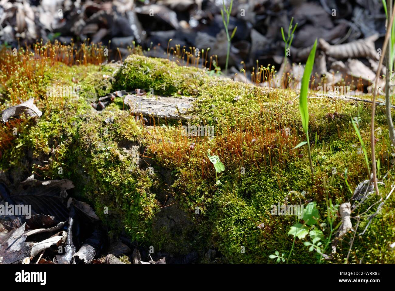 Monoicous hi-res stock photography and images - Alamy