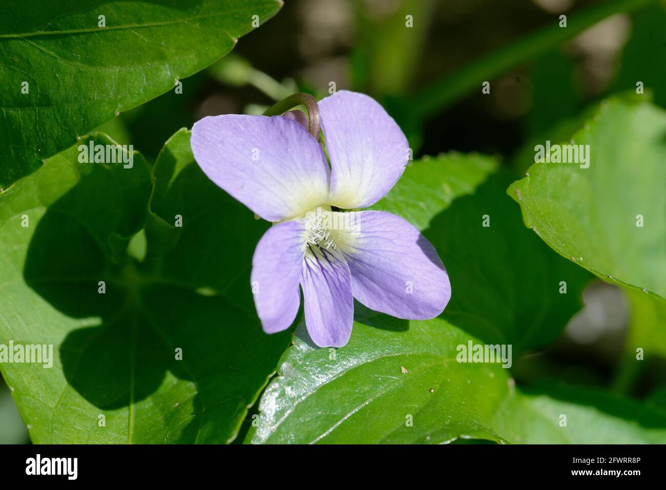 Common blue violet viola sororia hi-res stock photography and images ...