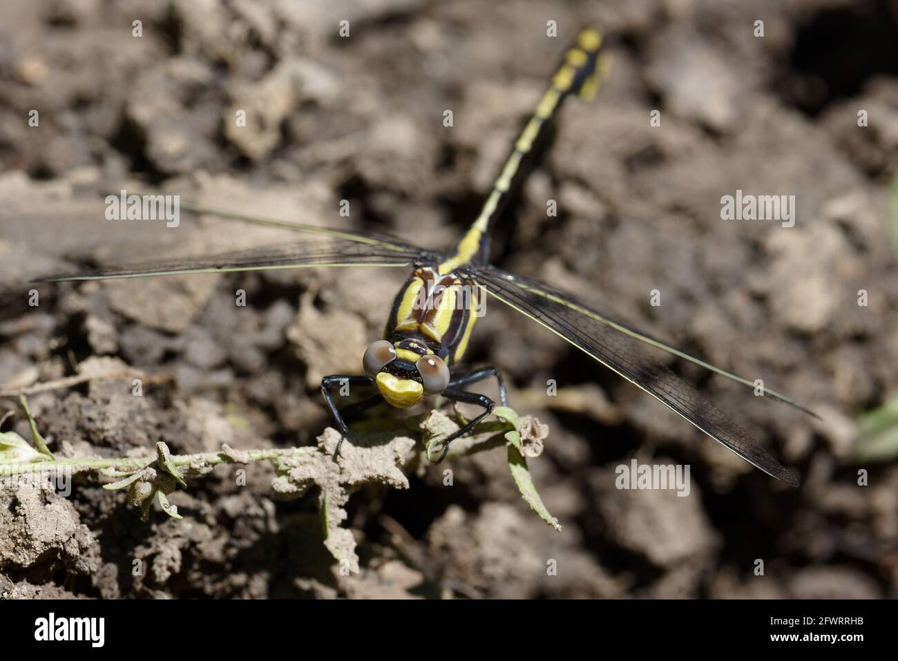 Clubtails hi-res stock photography and images - Alamy