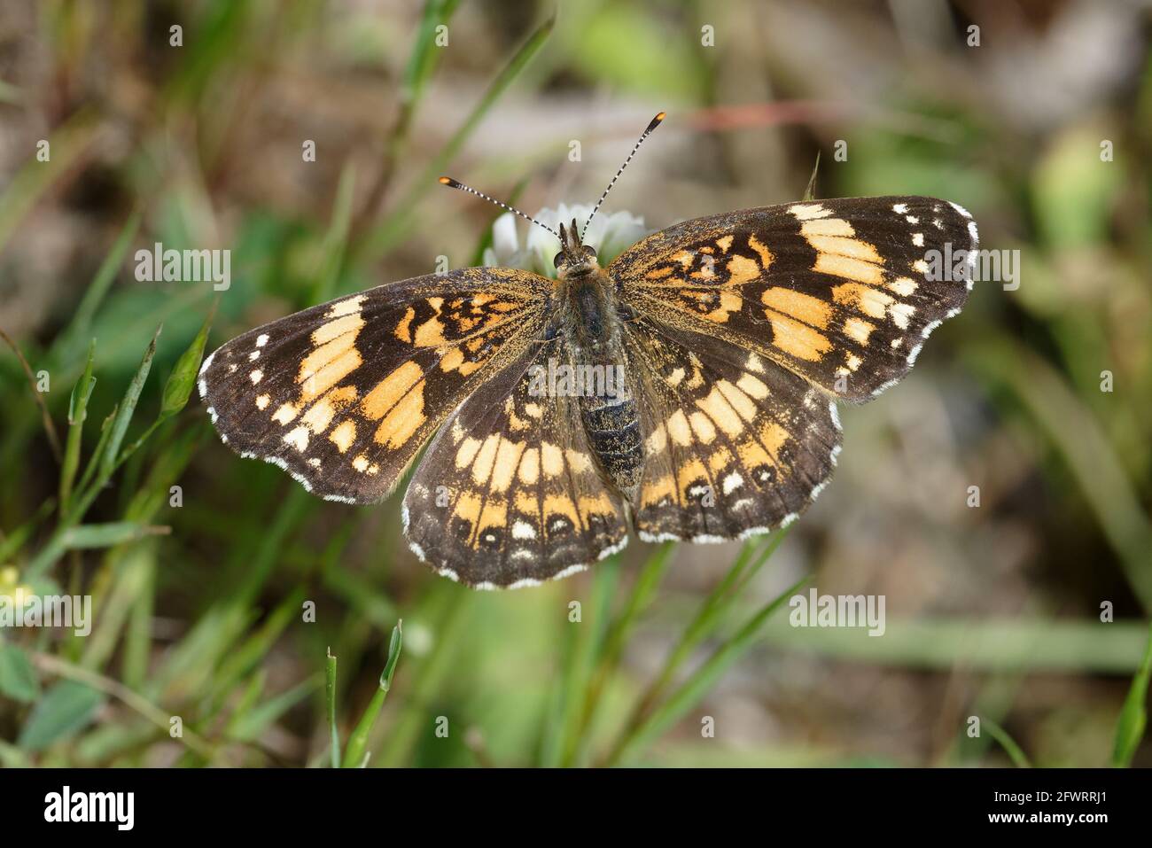 Silvery checkerspot butterfly hi-res stock photography and images - Alamy