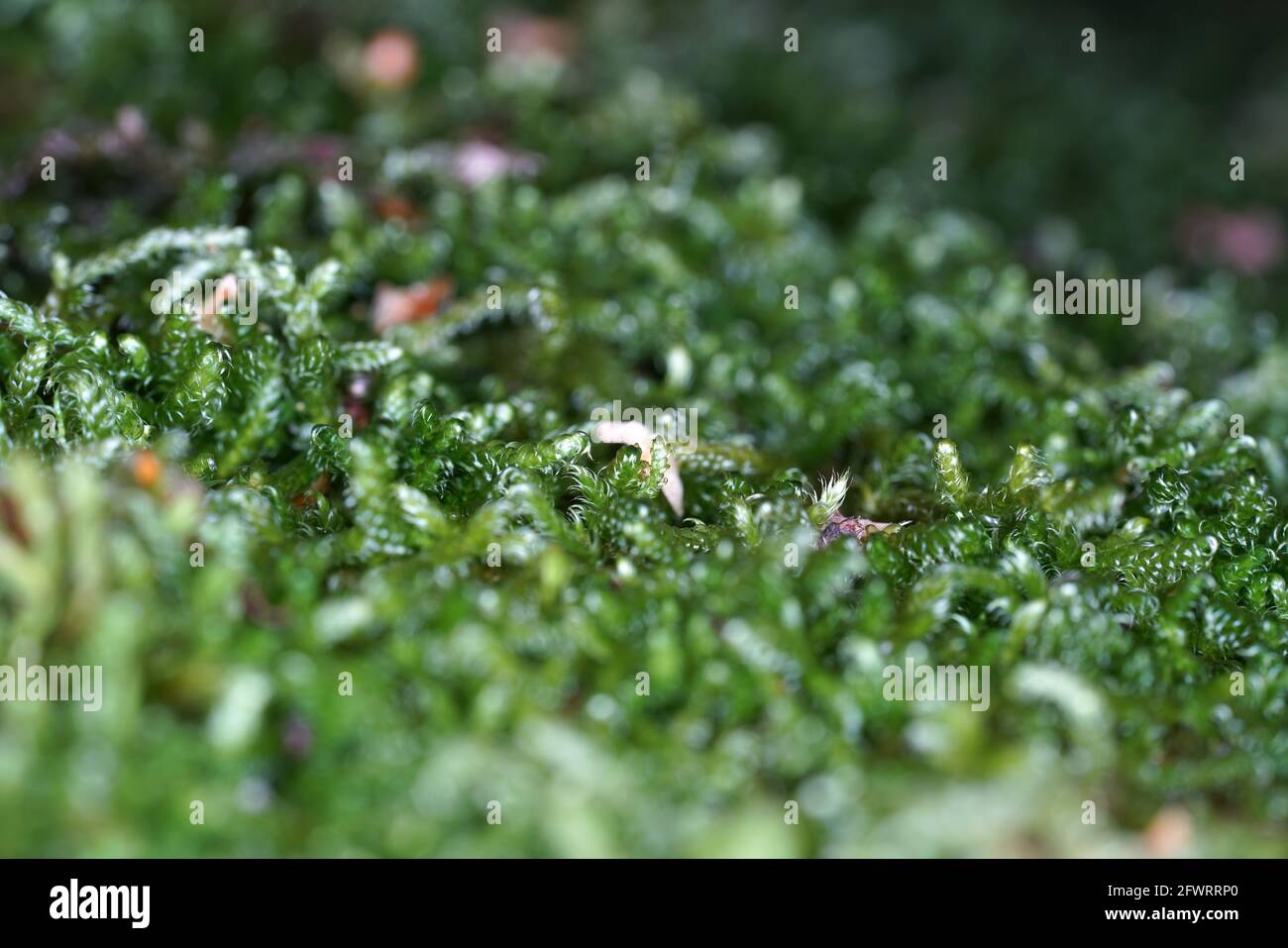 Background structure can also be used as a poster wallpapers ...