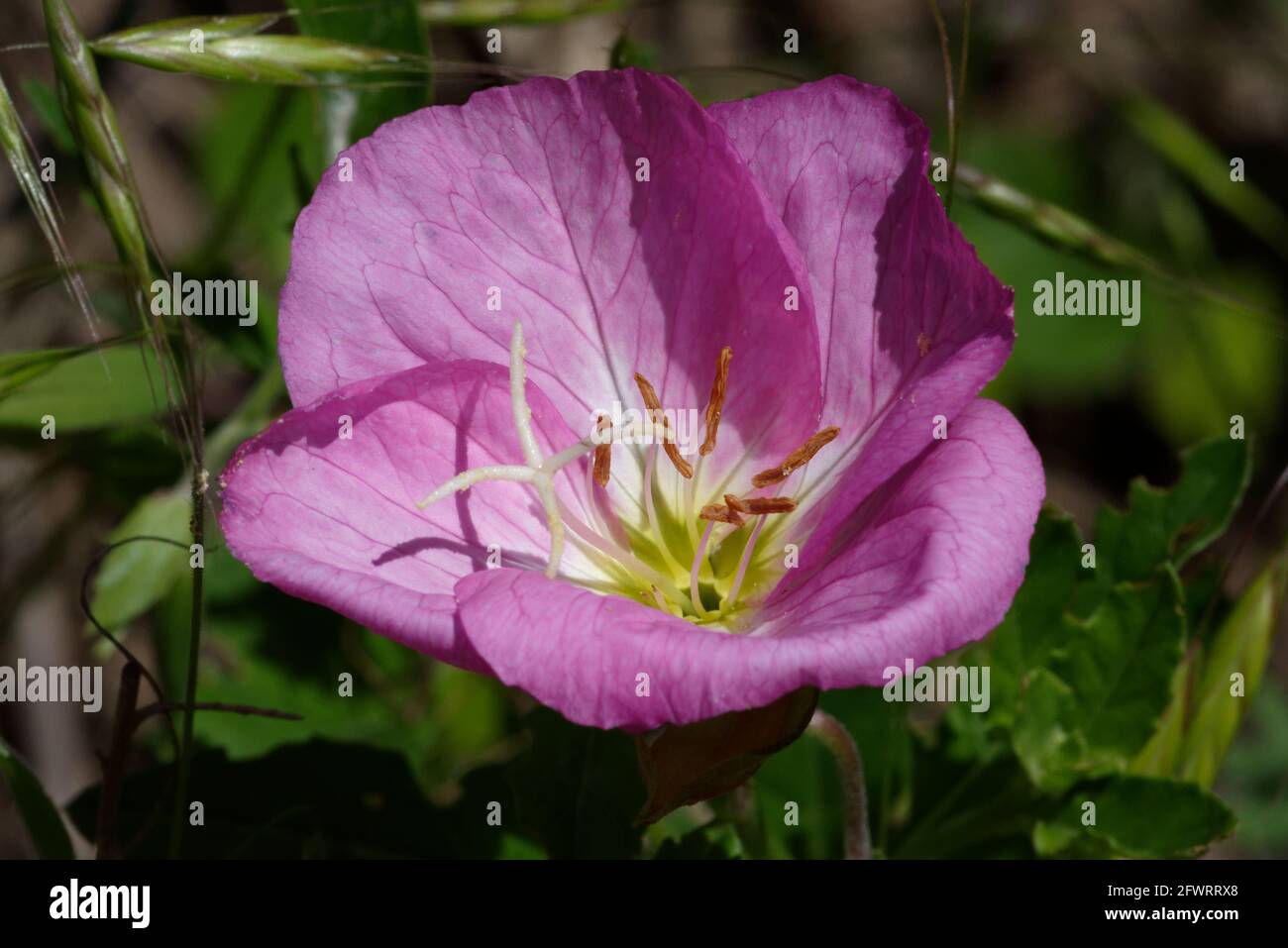 Pink evening primrose Stock Photo - Alamy