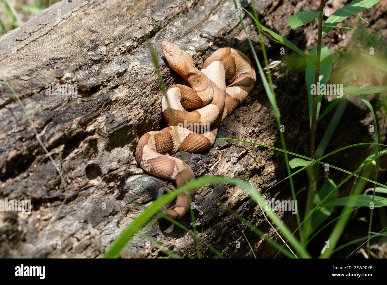 Broad banded copperhead snake hi-res stock photography and images - Alamy
