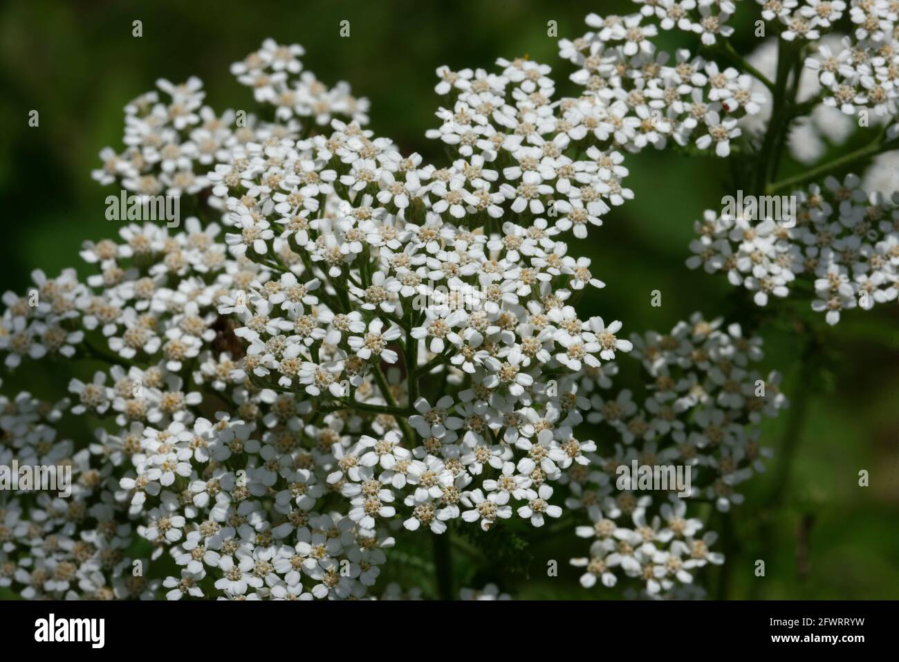 Native yarrow hi-res stock photography and images - Alamy