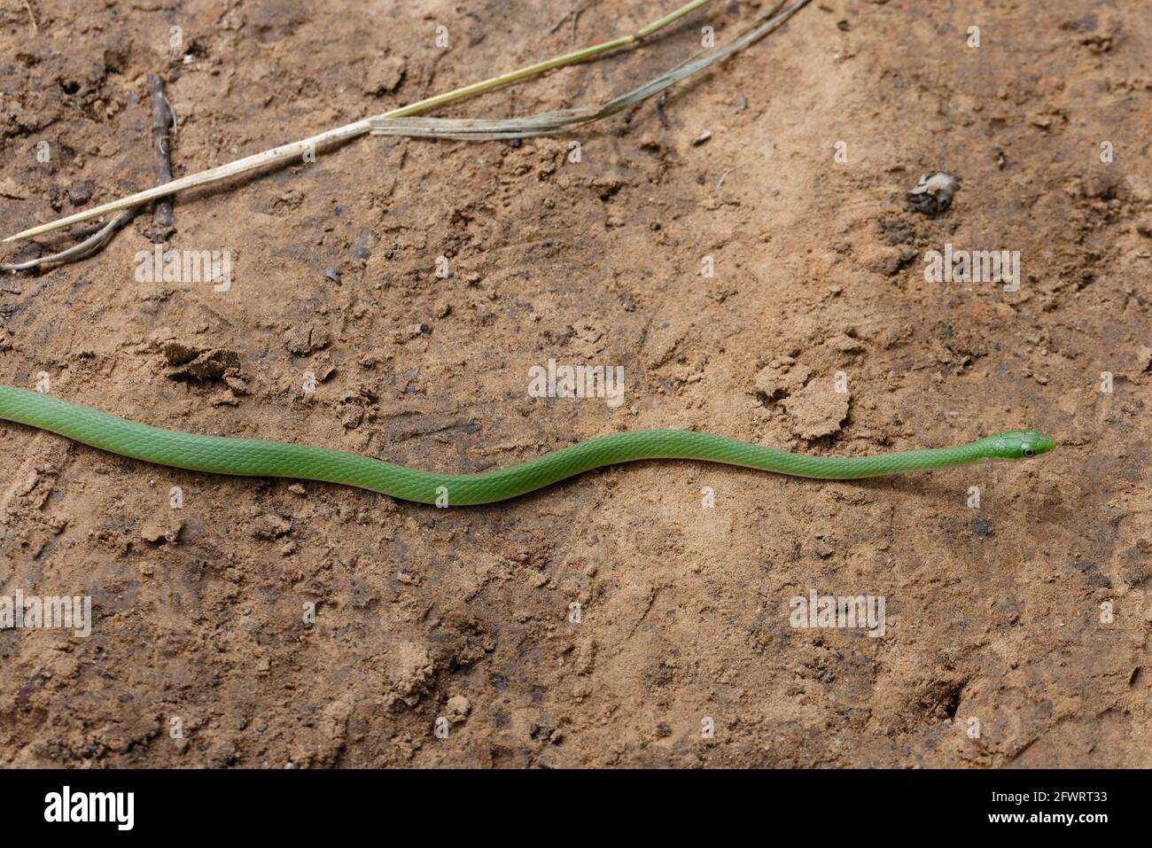 Rough green snake hi-res stock photography and images - Alamy