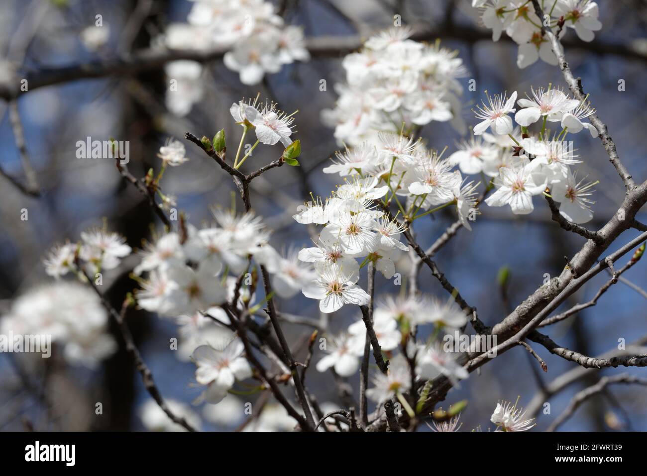 Bigtree plum hi-res stock photography and images - Alamy