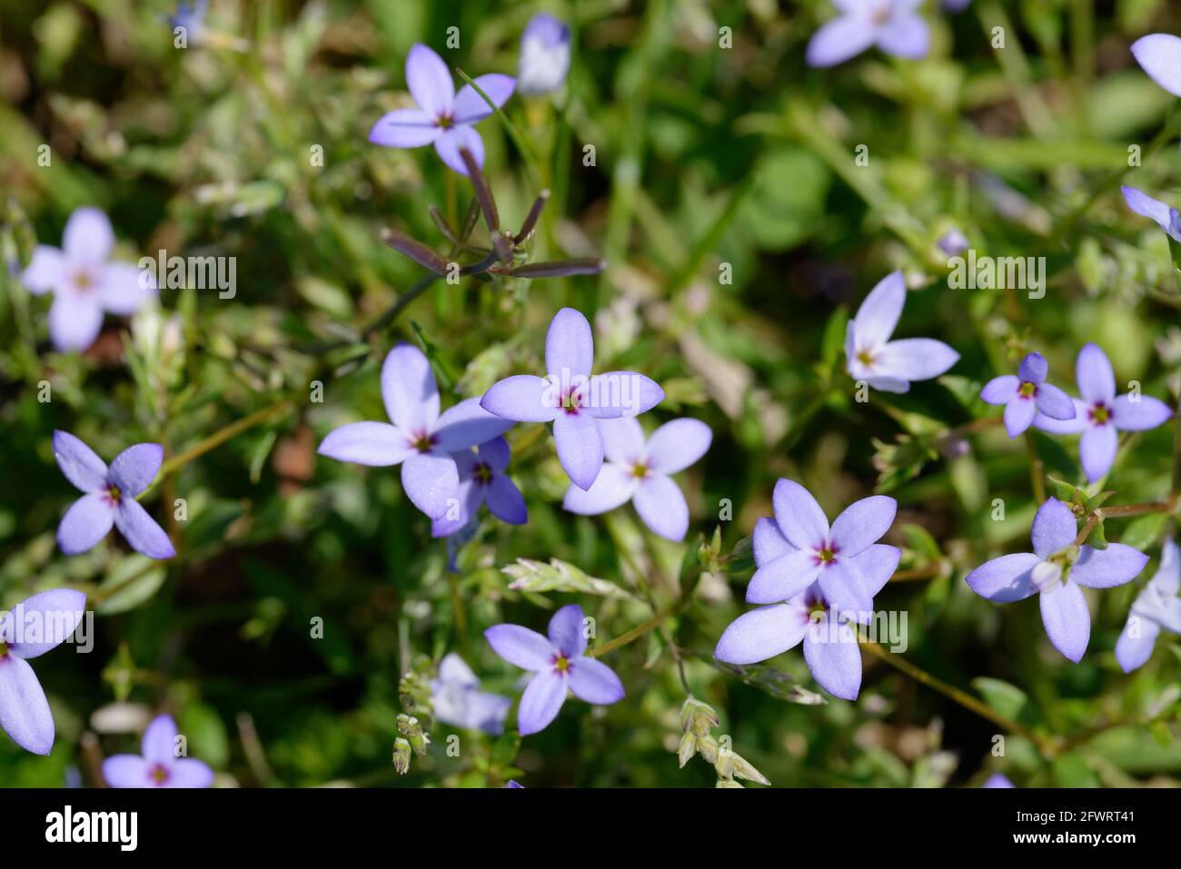 Bluets hi-res stock photography and images - Alamy