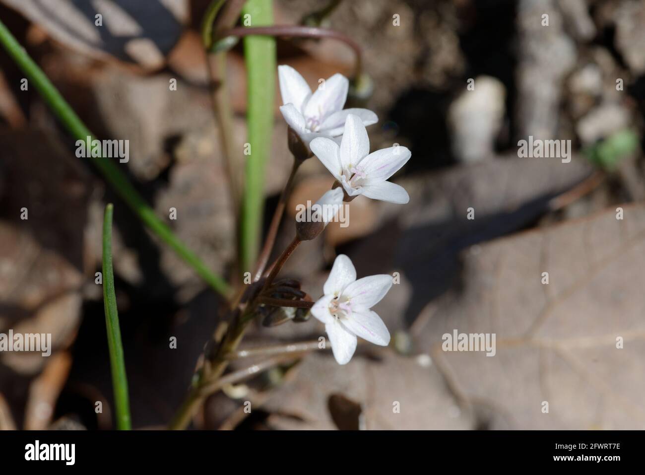 Spring Beauty flower Stock Photo - Alamy