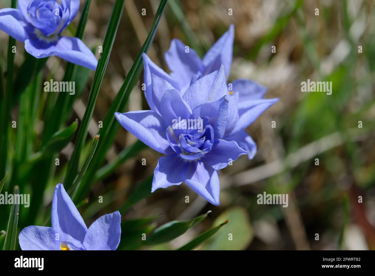 Prairie celestial hi-res stock photography and images - Alamy