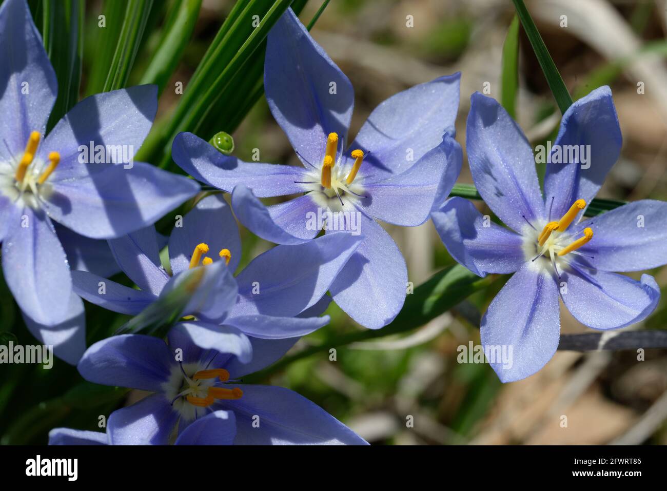 Nemastylis geminiflora hi-res stock photography and images - Alamy