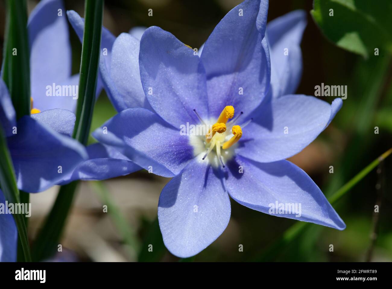 Prairie pleatleaf hi-res stock photography and images - Alamy
