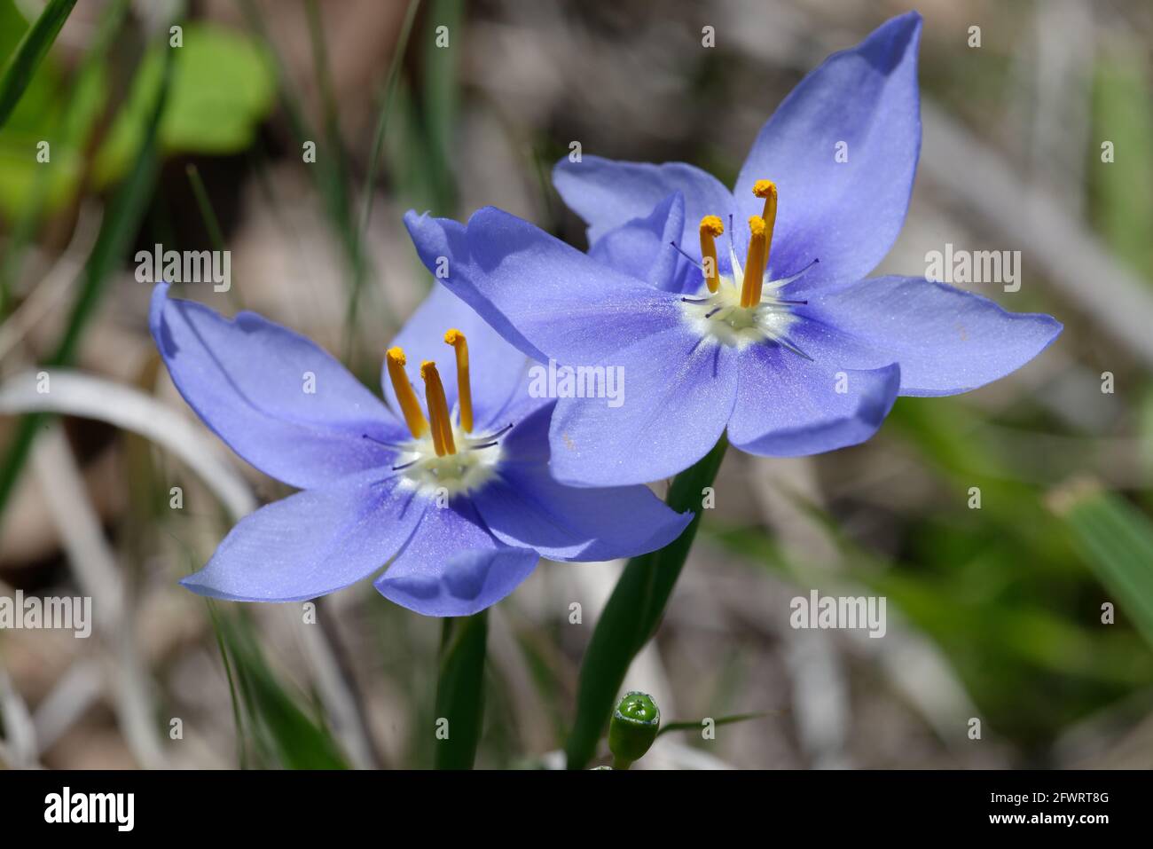 Nemastylis geminiflora hi-res stock photography and images - Alamy
