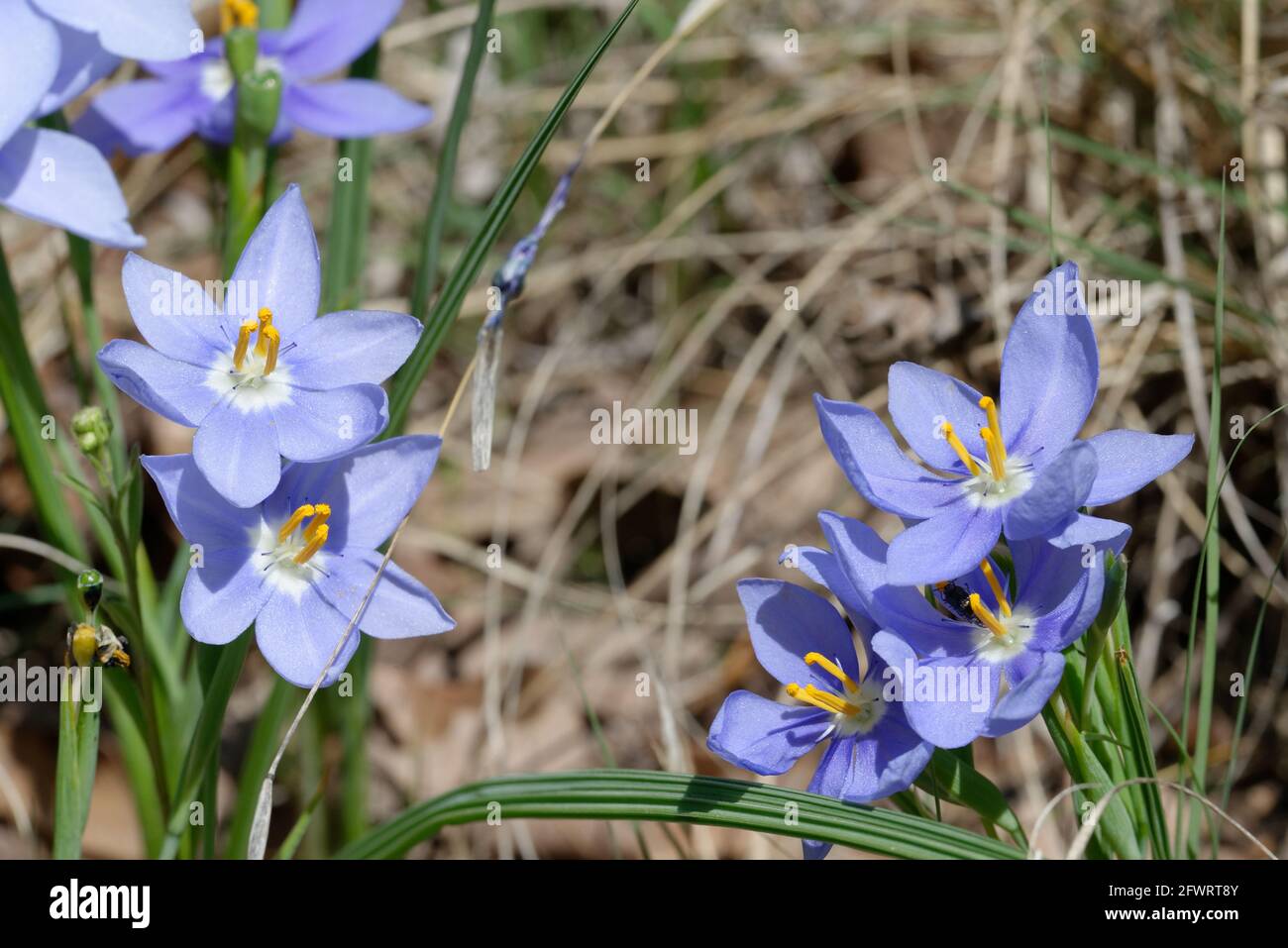 Nemastylis geminiflora hi-res stock photography and images - Alamy