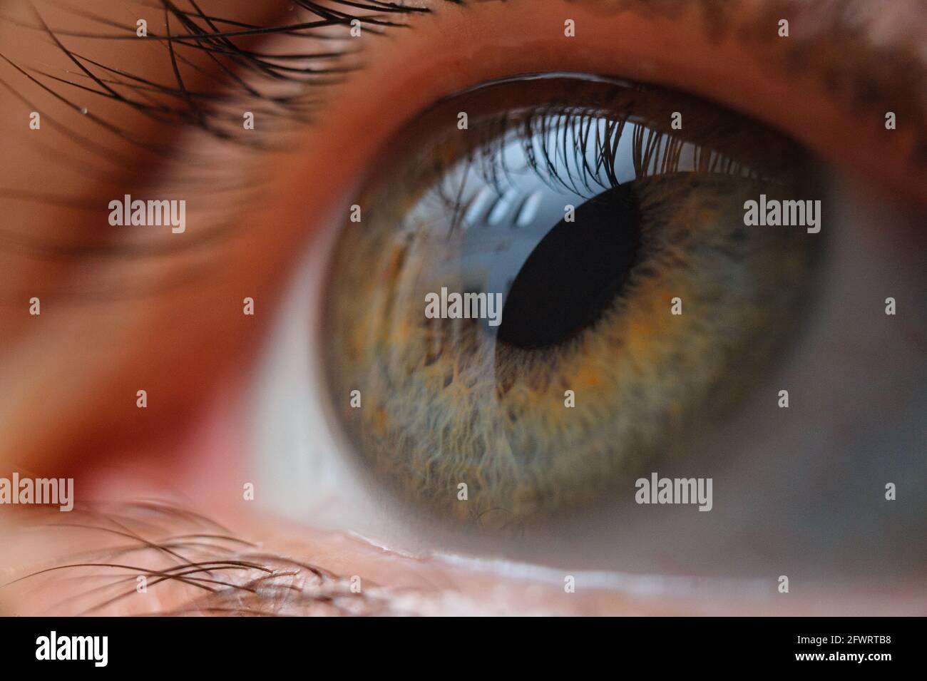 Eyeballs closeup hi-res stock photography and images - Alamy