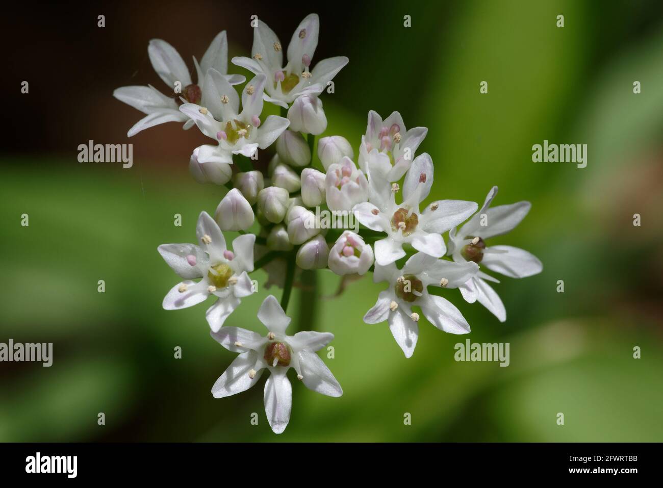 Allium spp hi-res stock photography and images - Alamy