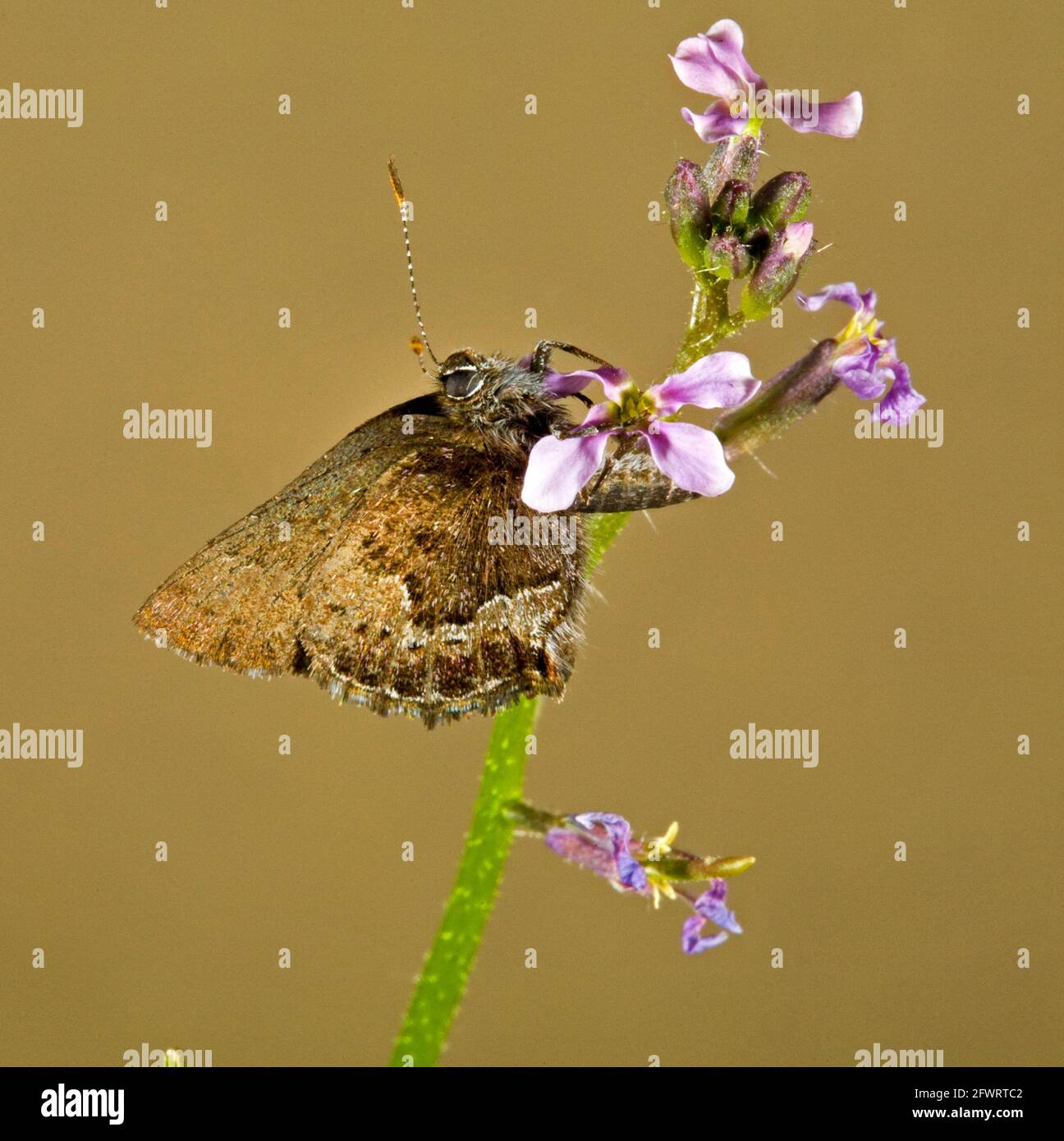 Mossii hi-res stock photography and images - Alamy