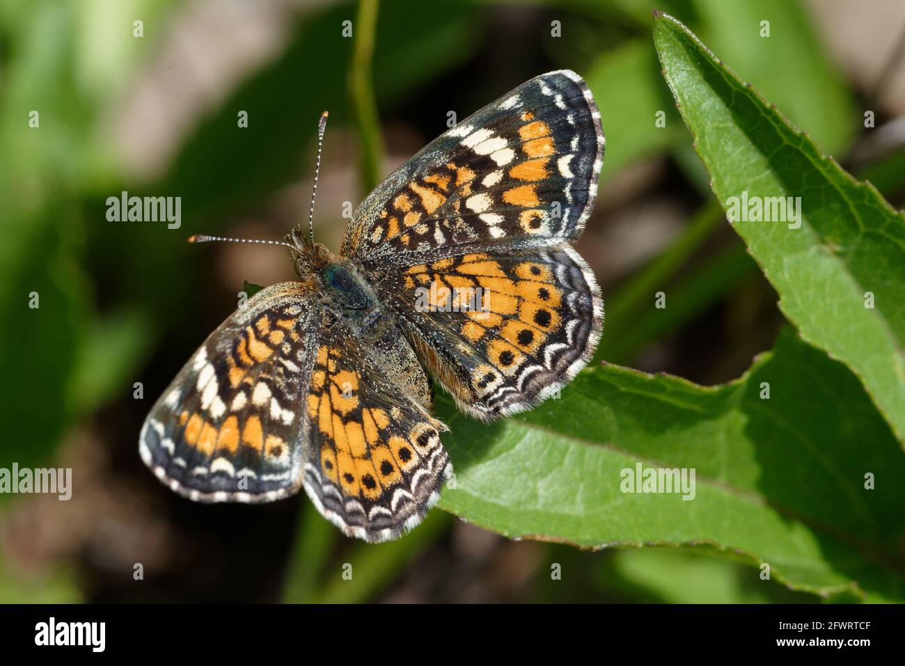 Phaon hi-res stock photography and images - Alamy