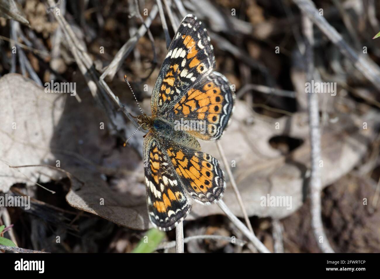 Phaon hi-res stock photography and images - Alamy