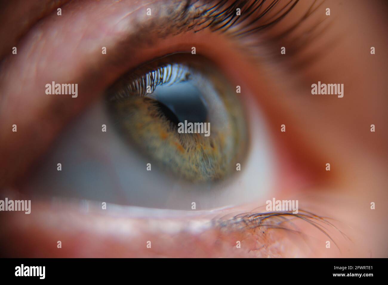 Eyeballs closeup hi-res stock photography and images - Alamy