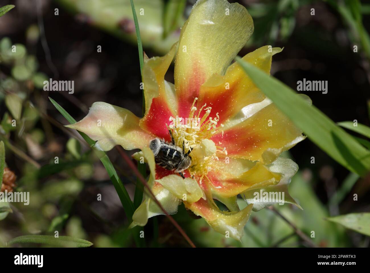 Spangled Flower Beetle Stock Photo - Alamy
