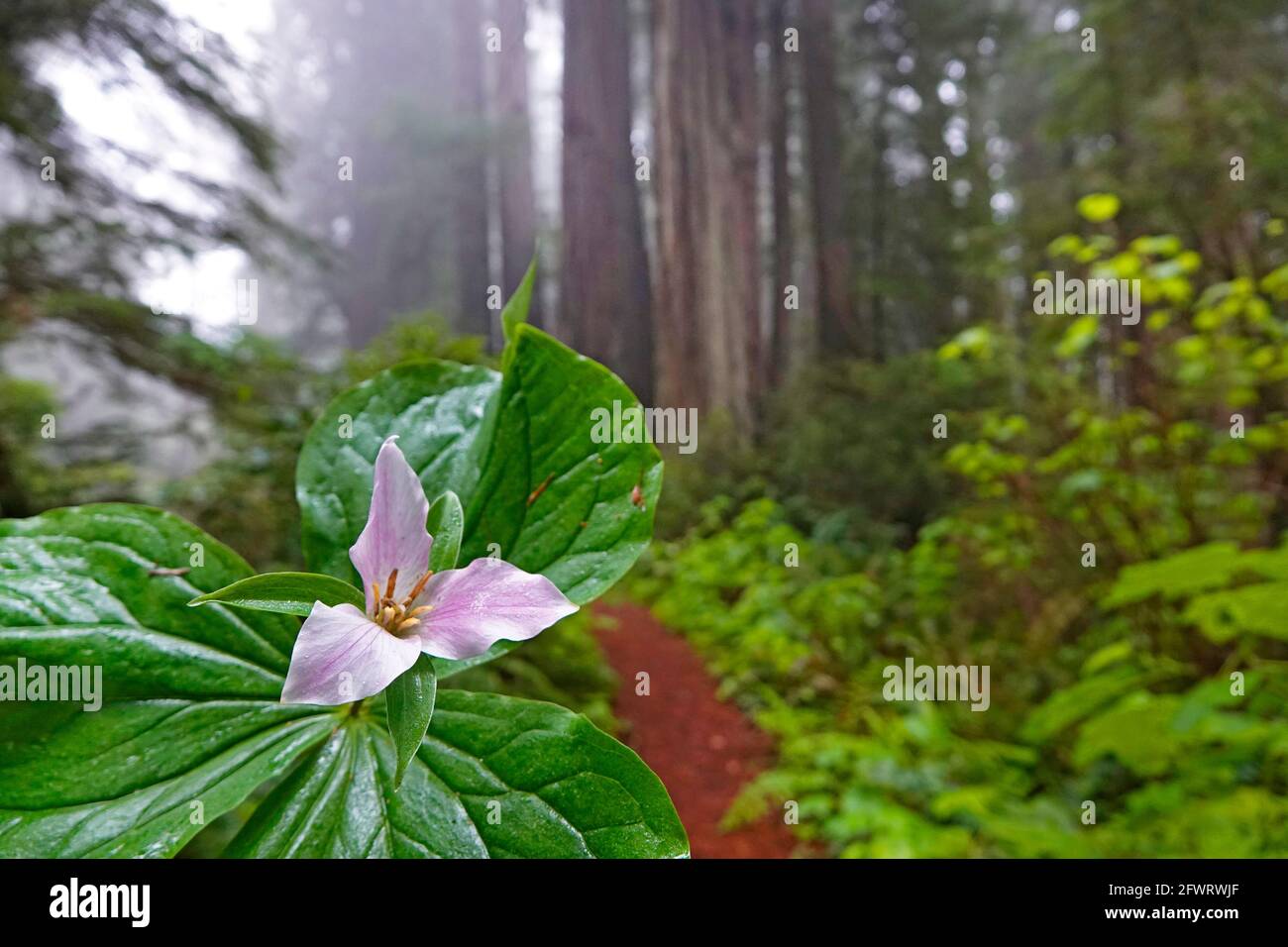 Purple trillium, Trillium erectum, grows wild in Redwoods National Park ...