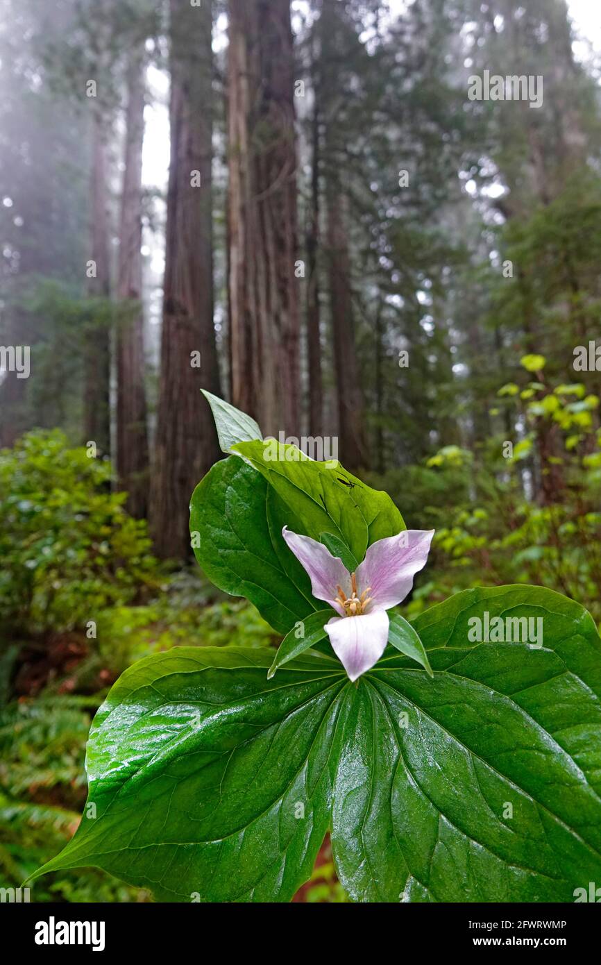 Purple trillium, Trillium erectum, grows wild in Redwoods National Park ...