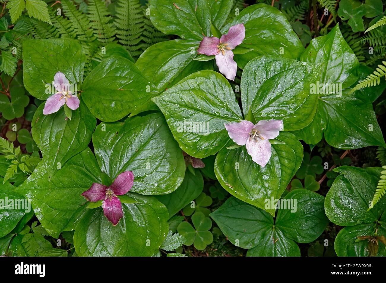 Purple trillium, Trillium erectum, grows wild in Redwoods National Park ...