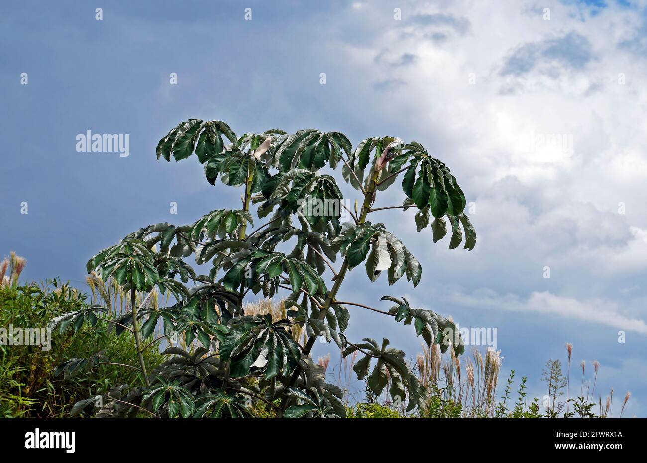 Cecropia tree hi-res stock photography and images - Alamy