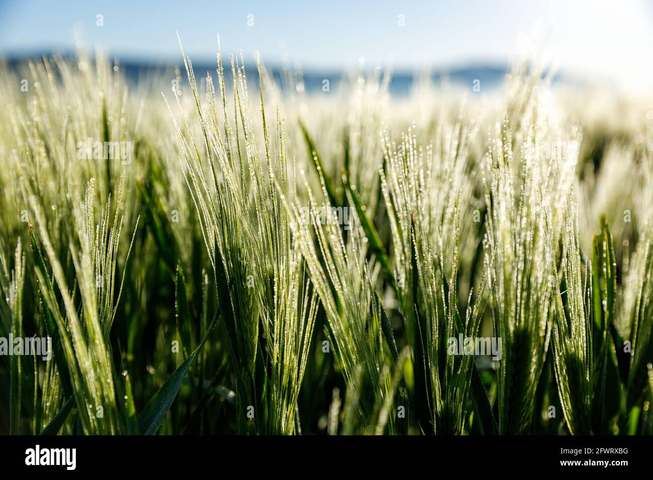 Wet barley hi-res stock photography and images - Alamy