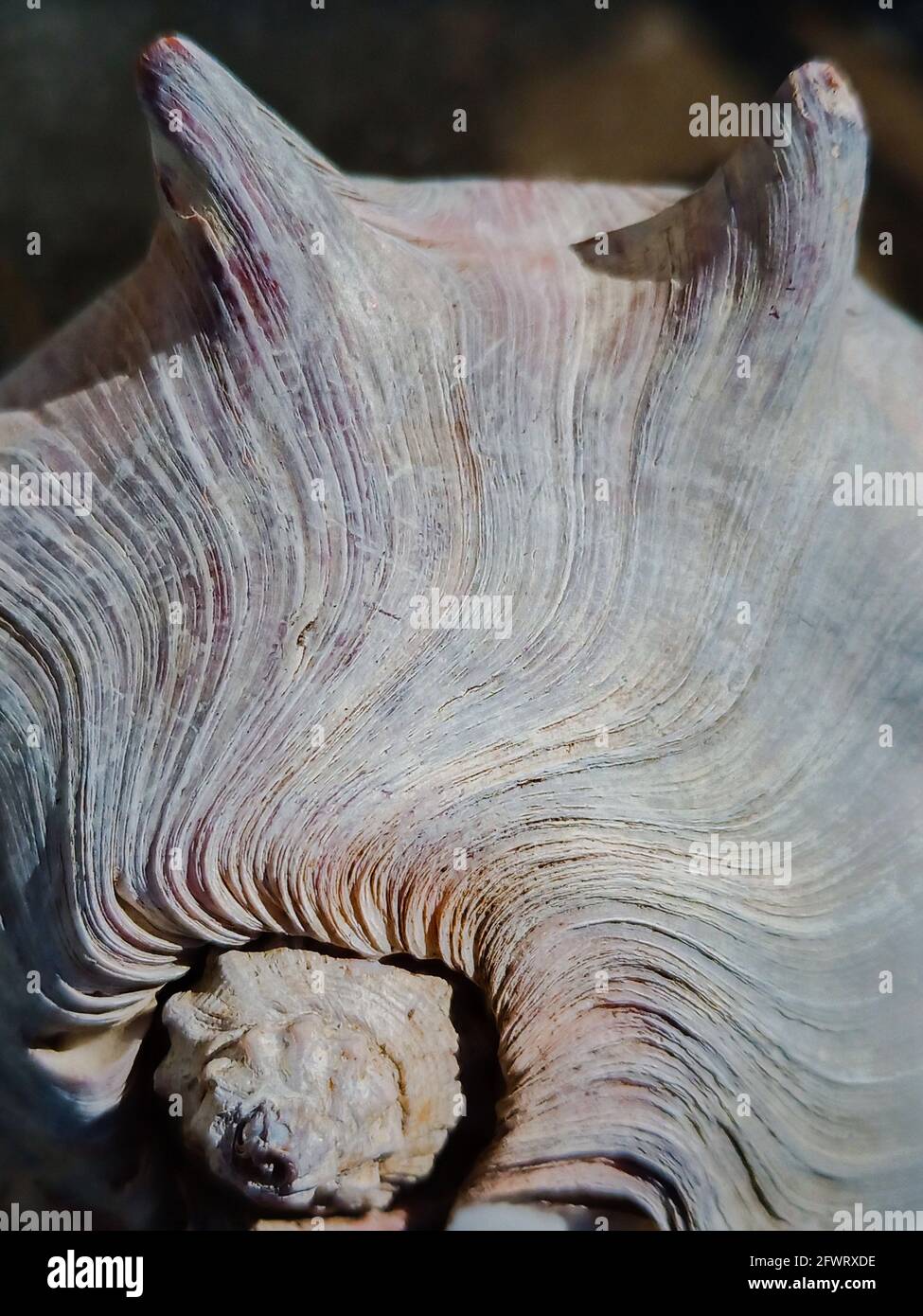 Close-up of the front part of a conch seashell with details Stock Photo ...