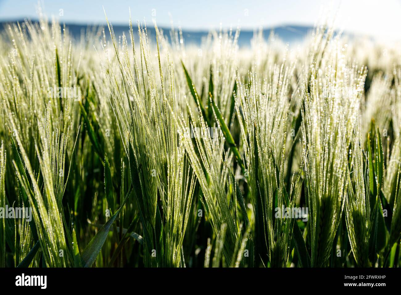 Agriculture with wet barley in the morning Stock Photo - Alamy
