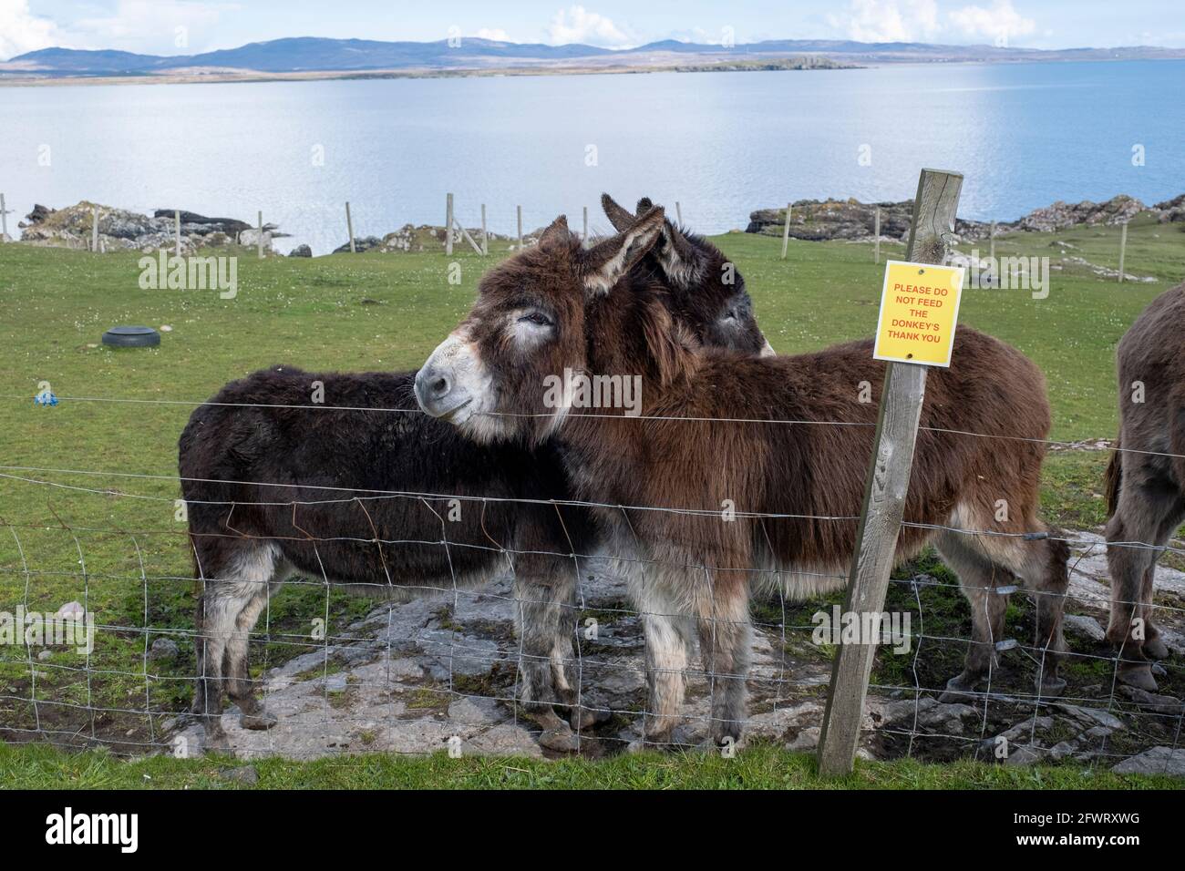 Two Donkeys in a field near Port Charlotte, Islay, Inner Hebrides ...