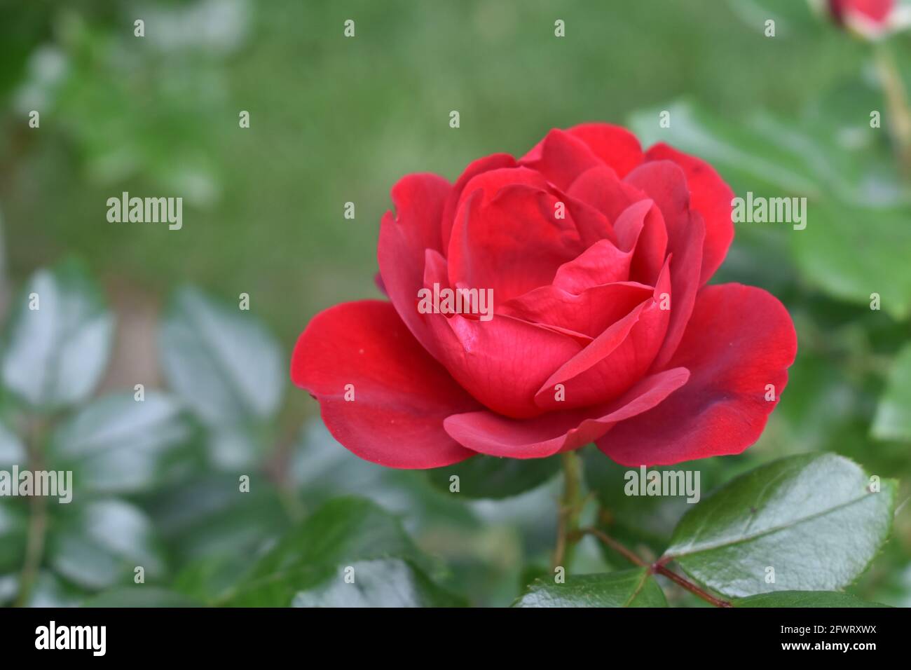 Knockout Red Garden Rose selective focus Stock Photo - Alamy