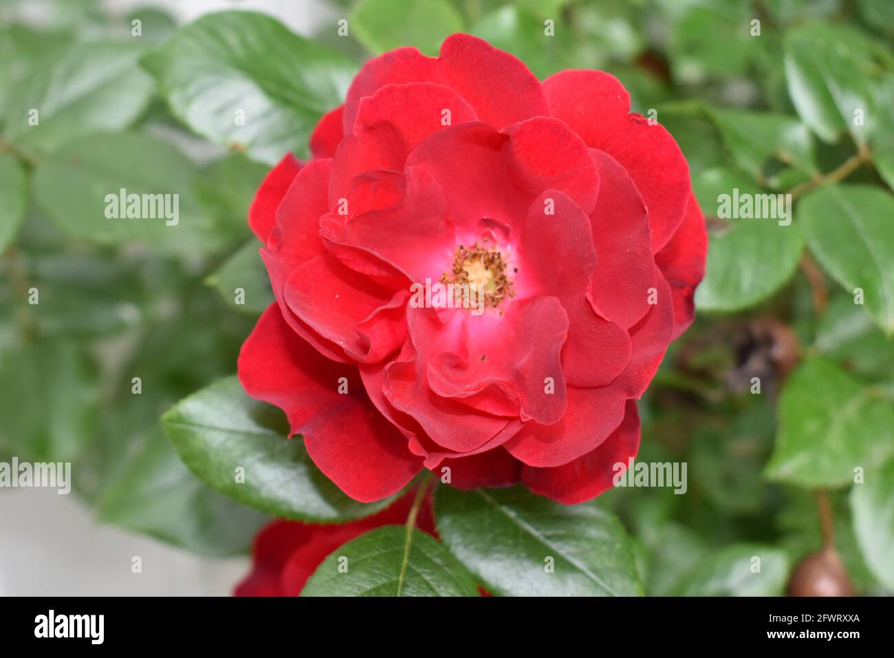 Knockout Rose High Resolution Stock Photography and Images - Alamy