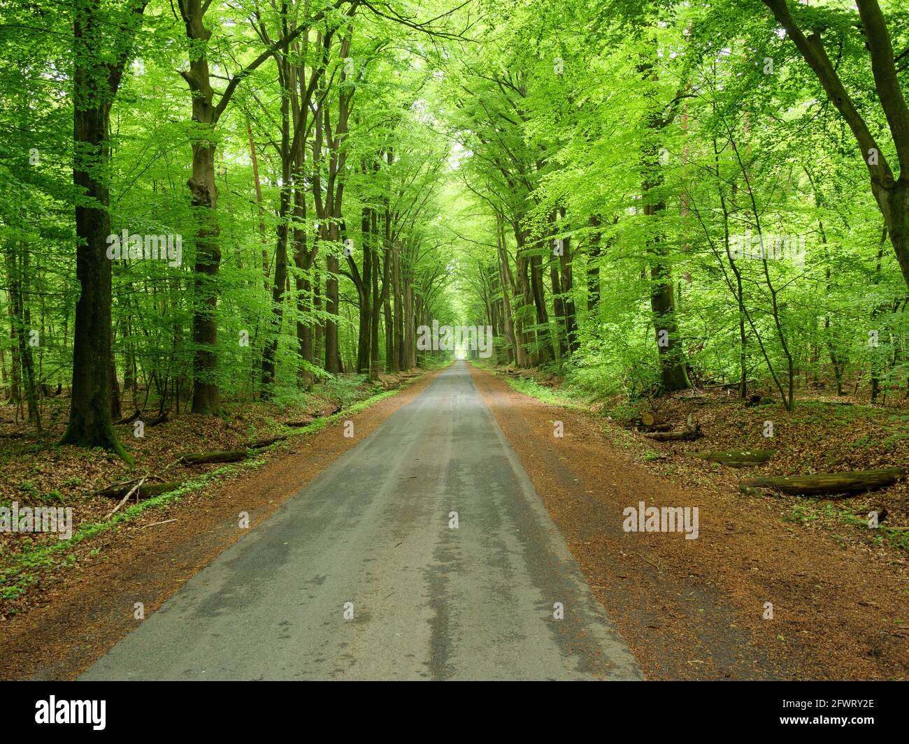 hiking in westphalia Stock Photo - Alamy