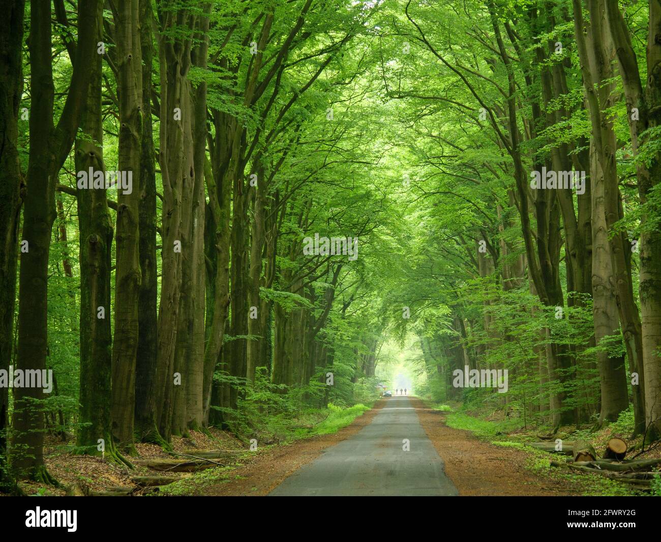 hiking in westphalia Stock Photo - Alamy