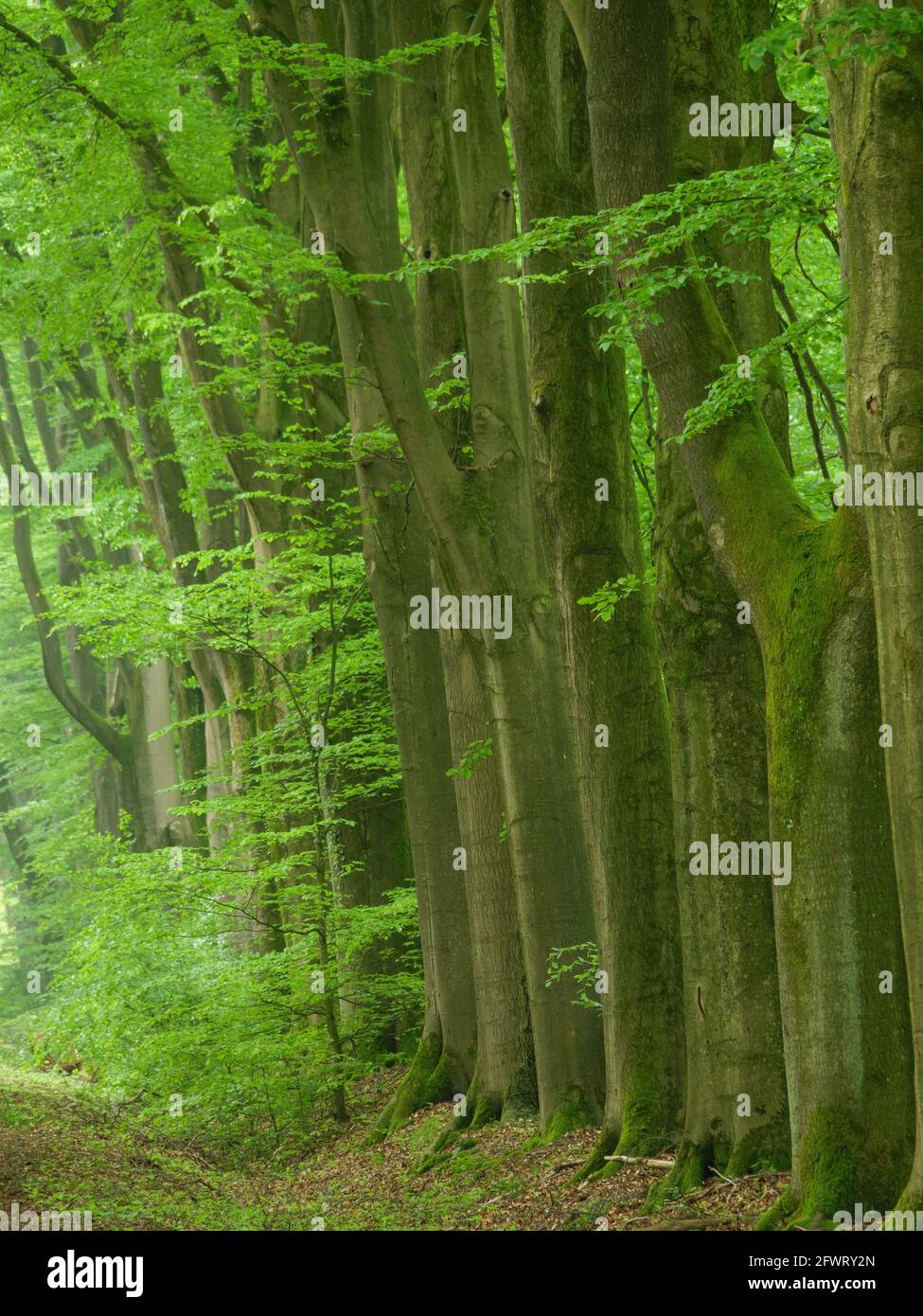 hiking in westphalia Stock Photo - Alamy