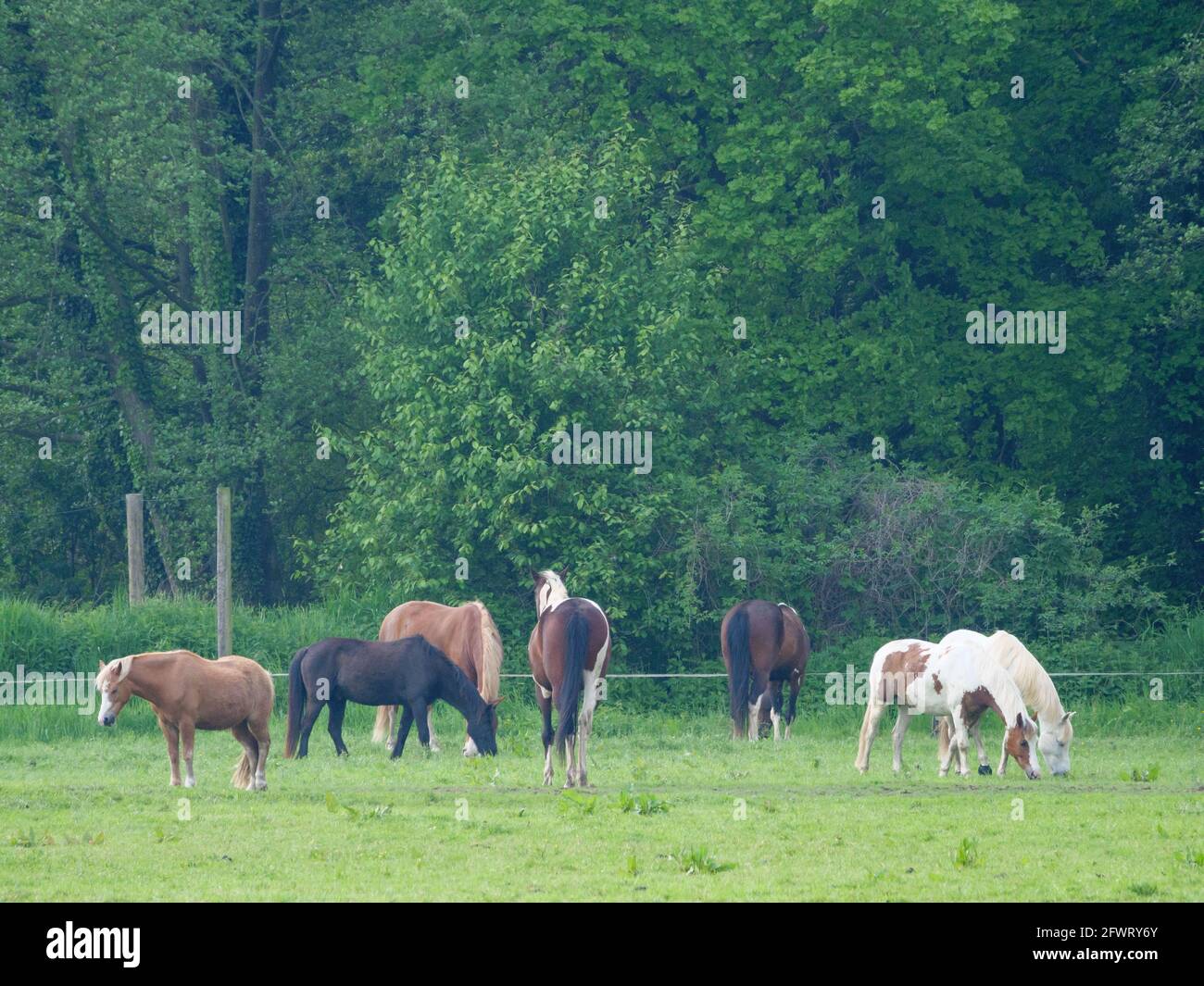 hiking in westphalia Stock Photo - Alamy