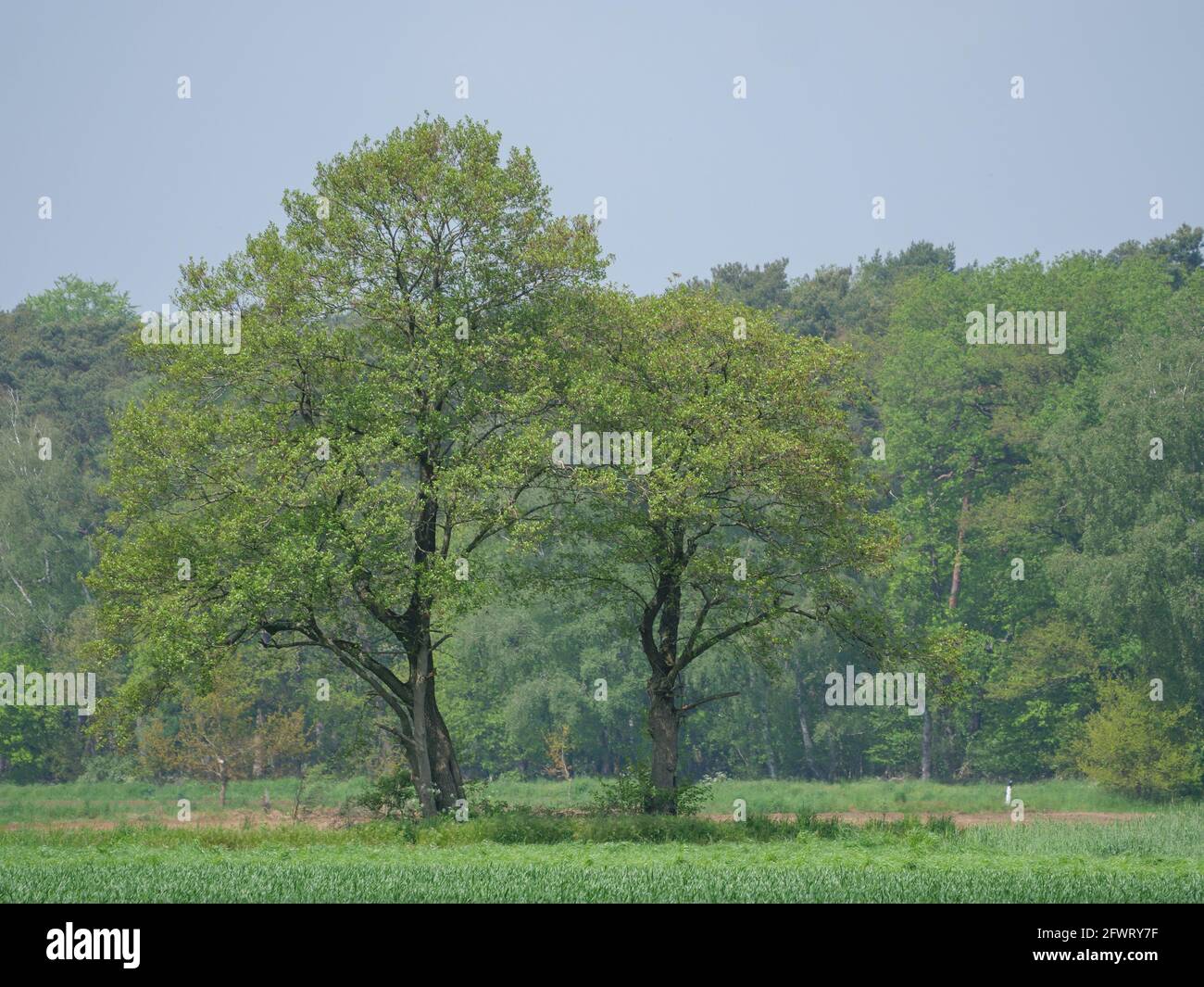 hiking in westphalia Stock Photo - Alamy