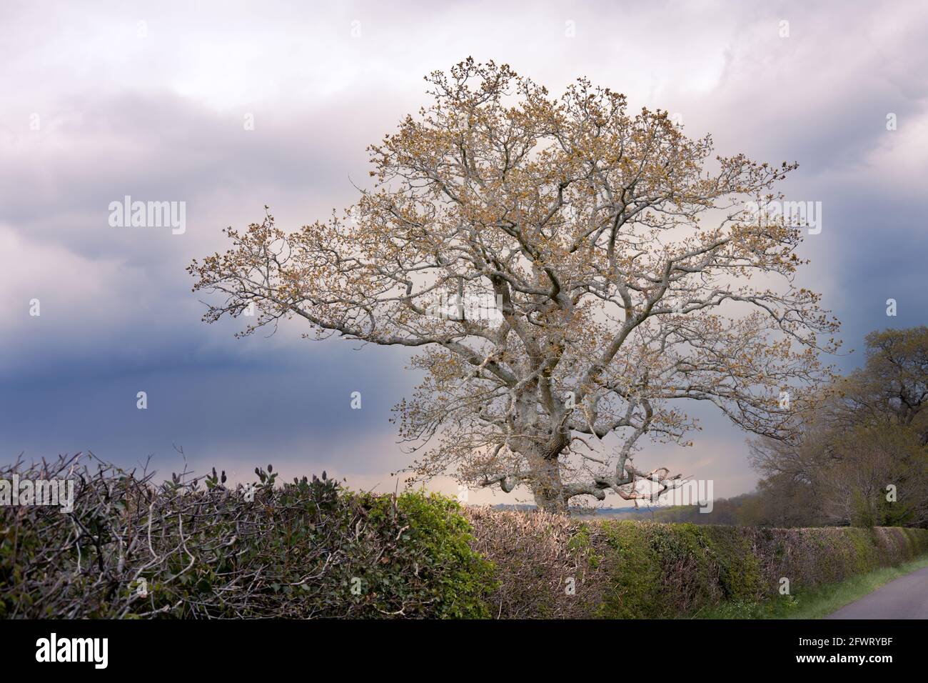 Oak tree in a hedge against a dark sky in spring, England Stock Photo ...